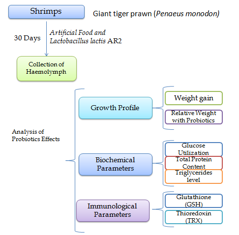 Effect of probiotics on growth of shrimps farming : A biochemical and ...